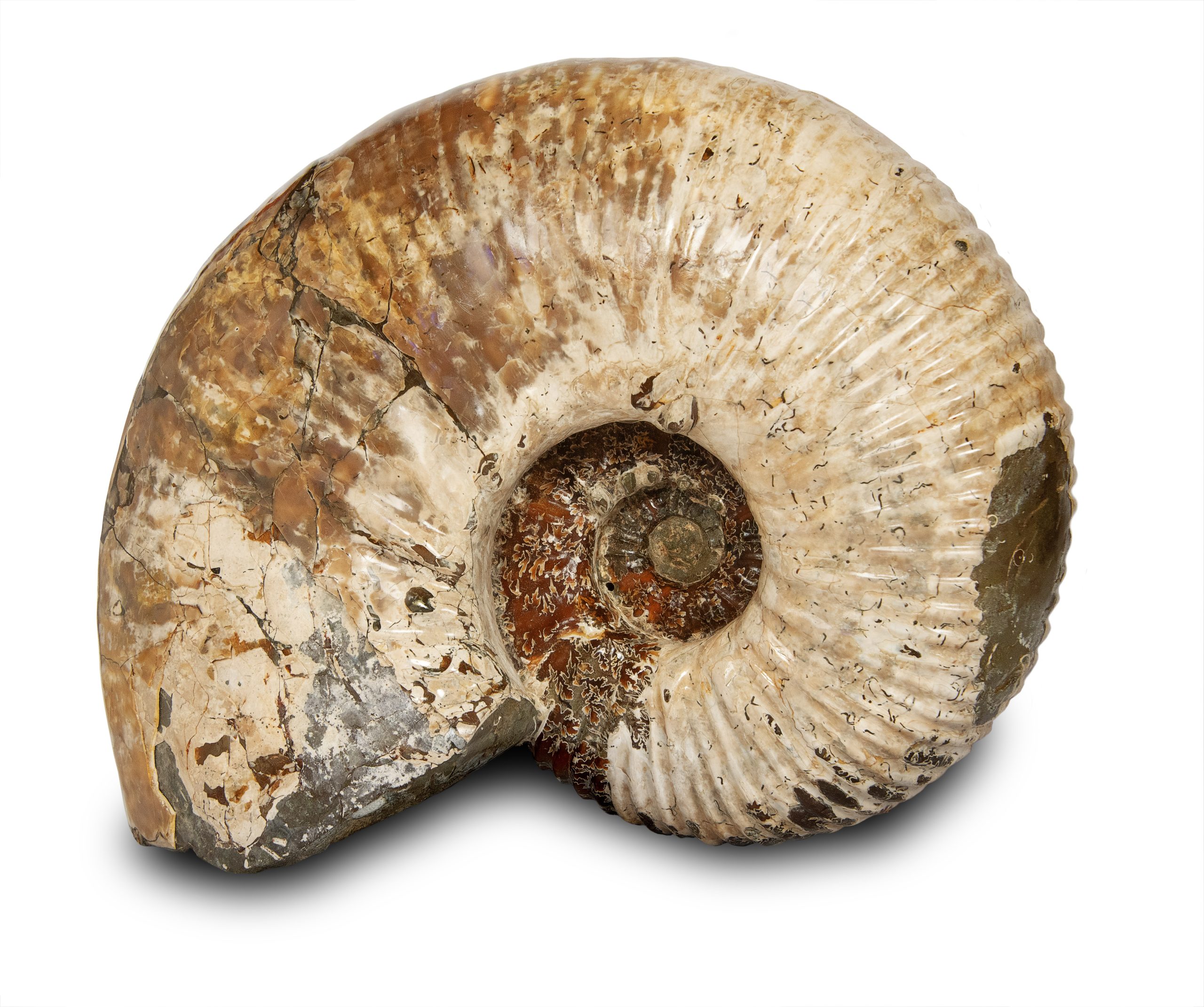 Buy Bulk Fossil Display Pieces | British Fossils