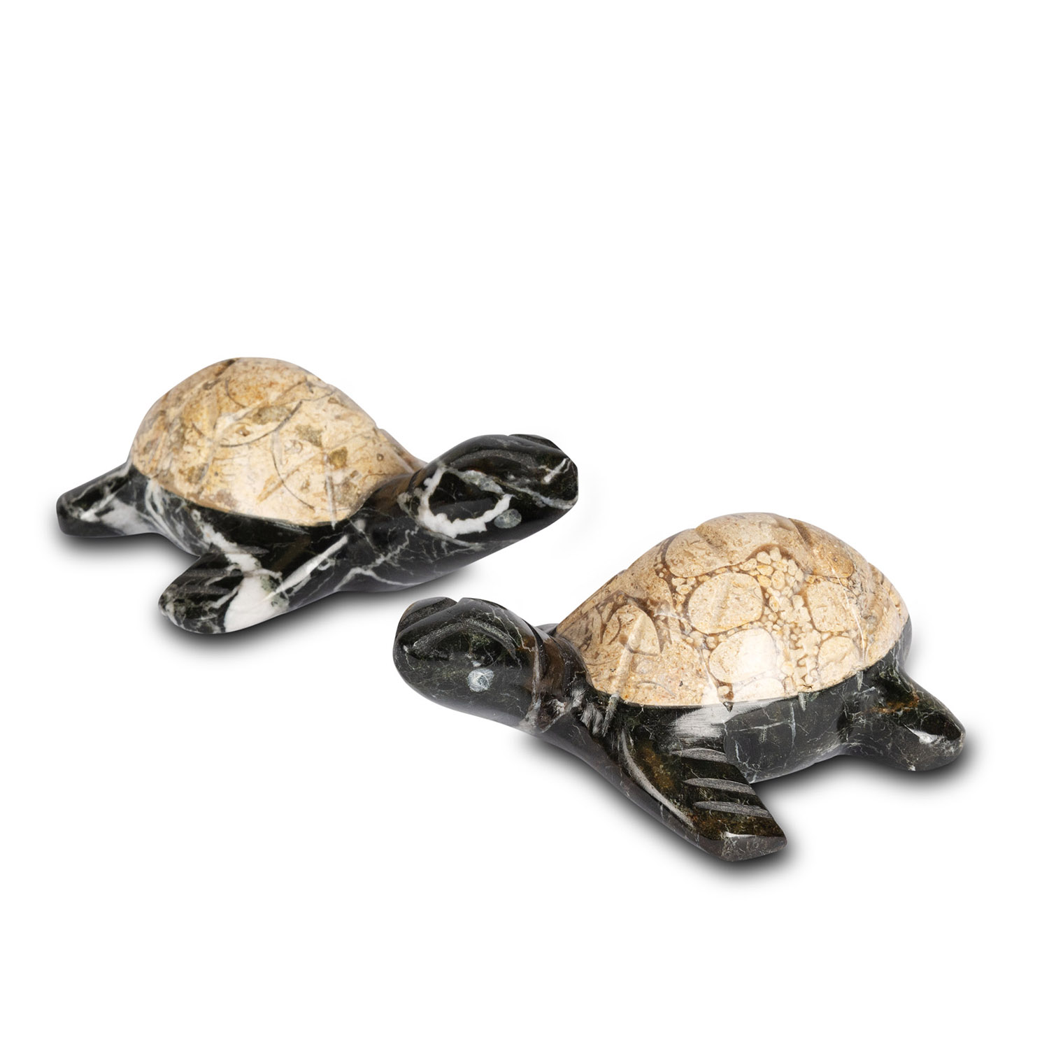 3" Two Tone Marble Turtle - British Fossils
